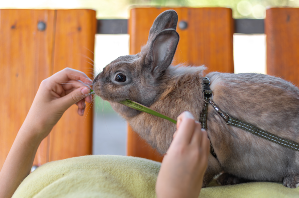 Common Rabbit Diet Mistakes Exposed | Health Risks Hong Kong Owners ...